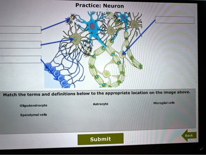 Practice: Neuron Match the terms and definitions below to the ...