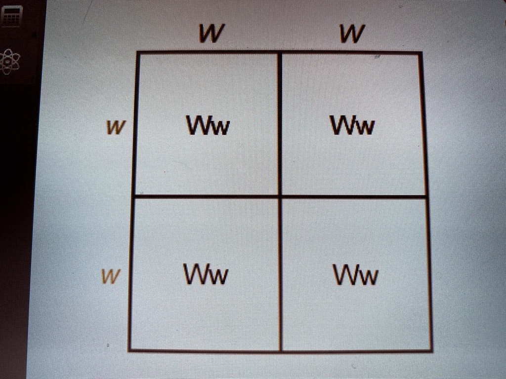 SOLVED: 'The Punnett square shows the possible genotype combinations of ...