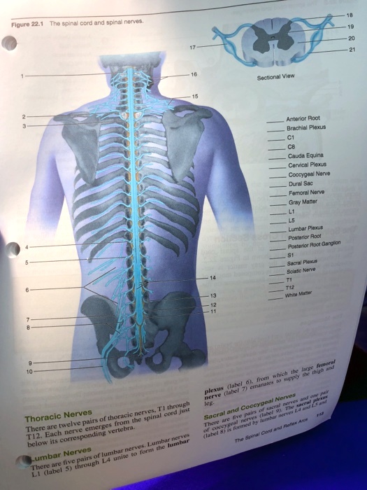 SOLVED: Figure 22.1 The spinal cord and spinal nerves. 19 20 21 ...