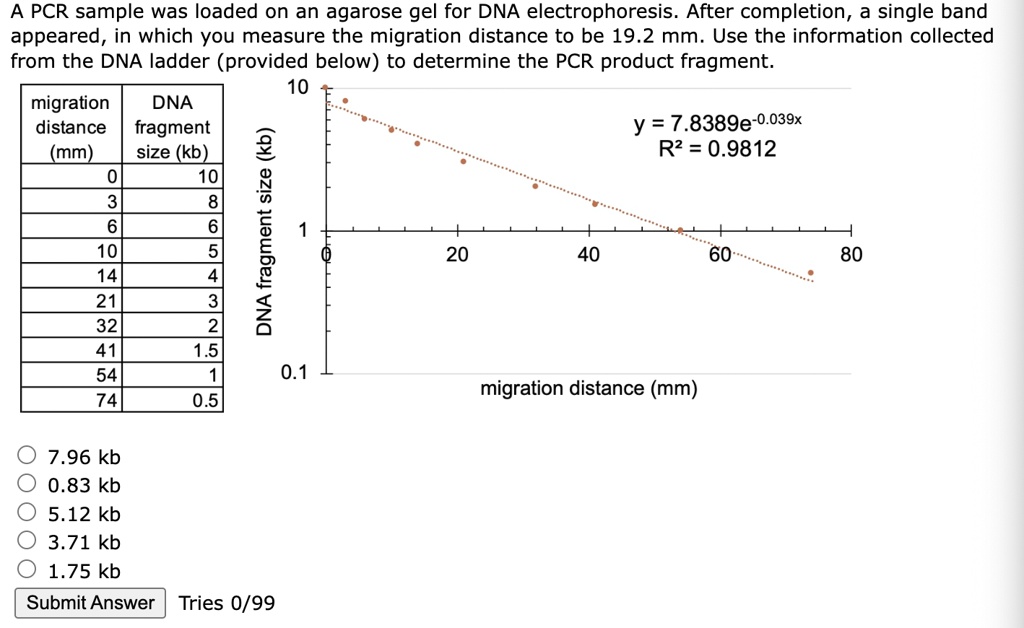 A PCR sample was loaded on an agarose gel for DNA electrophoresis ...