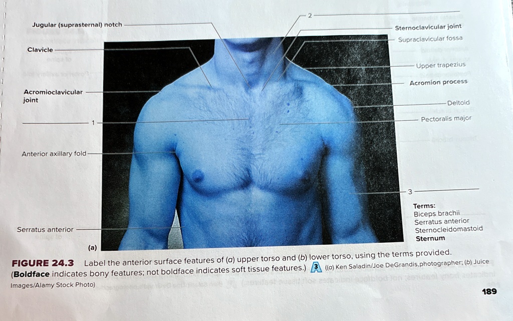 Jugular (suprasternal) notch Clavicle Sternoclavicular joint ...