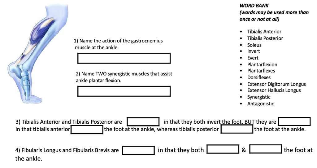 SOLVED: WORD BANK (words may be used more than once or not at all ...