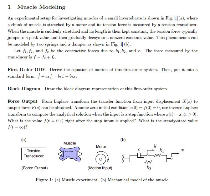 SOLVED: Muscle Modeling An experimental setup for investigating muscles ...
