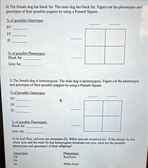 The female dog has black fur. The male dog has black fur. Figure out ...