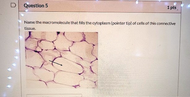 SOLVED: Question 5 1 pts Name the macromolecule that fills the cytoplasm (pointer tip) of cells ...