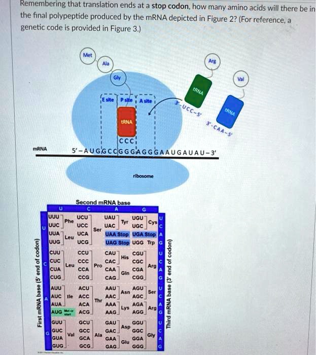 SOLVED: Remembering that translation ends at a stop codon; how many amino acids will there be in ...