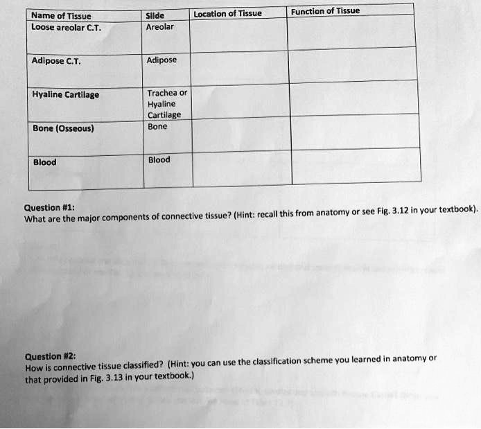 name ot iissue loose areolar ct sllde areolar location 0f tssue ...