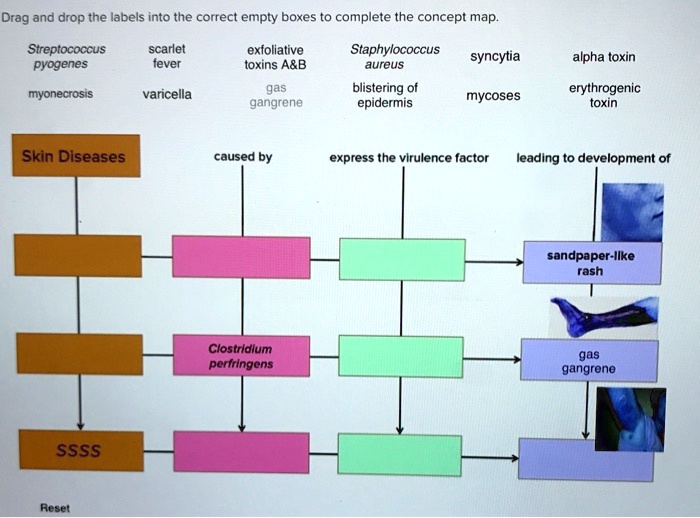 SOLVED: Drag and arop the labels into the correct empty boxes t0 ...