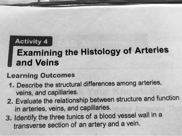 SOLVED: Activity 4: Examining the Histology of Arteries and Veins ...