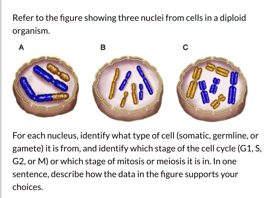 SOLVED: Refer to the figure showing three nuclei from cells in a ...