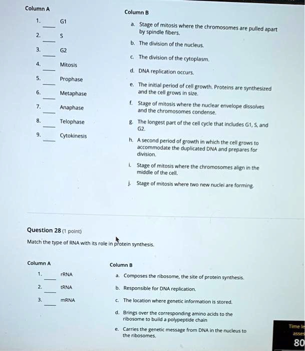 column columne stage mitosis where the chromosames are pulled apart by ...