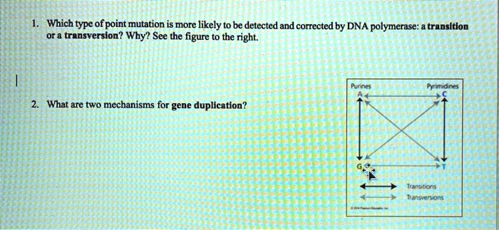 SOLVED: Which type of point mutation more likely to be detected and corrected by DNA polymerase ...