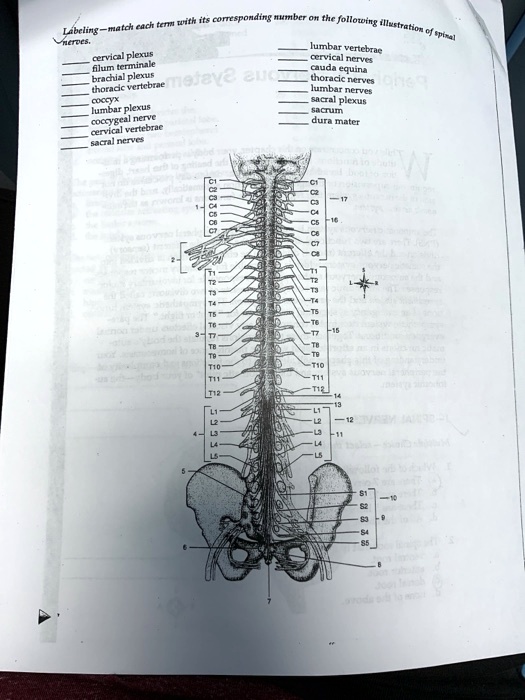 Solved Labeling Nerves Cervical Plexus Filum Terminale Brachial Plexus Thoracic Vertebrae
