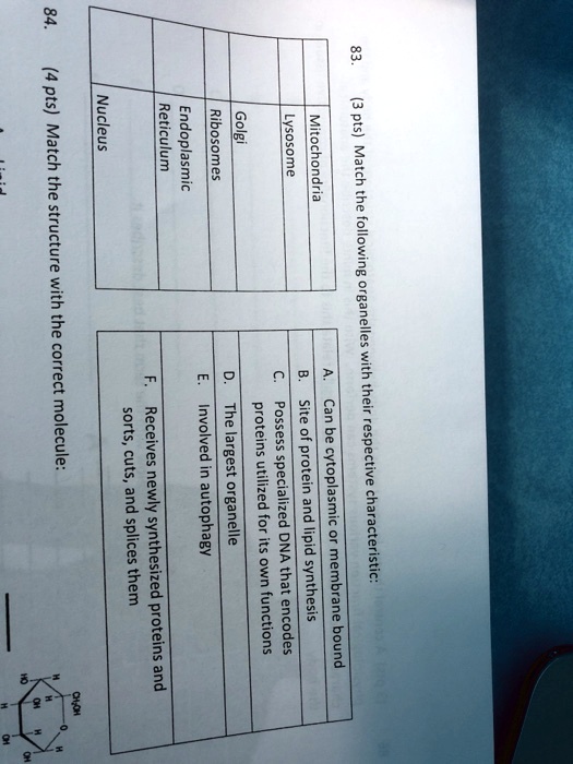 SOLVED: 83. Nucleus, Reticulum, Endoplasmic Reticulum, Ribosomes, Golgi, Lysosome, Mitochondria ...