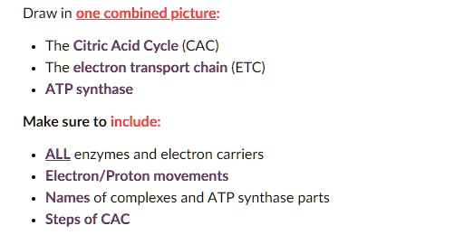 draw in gne combinedpicture the citric acid cycle cac the electron ...