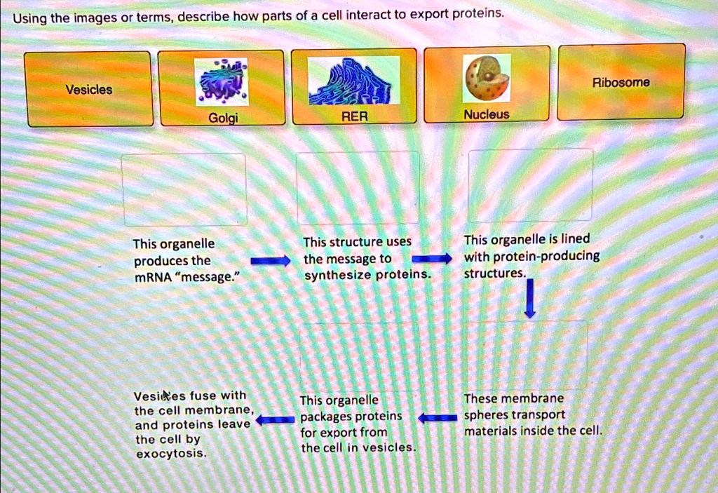 Using the images or terms, describe how parts of a cell interact to ...