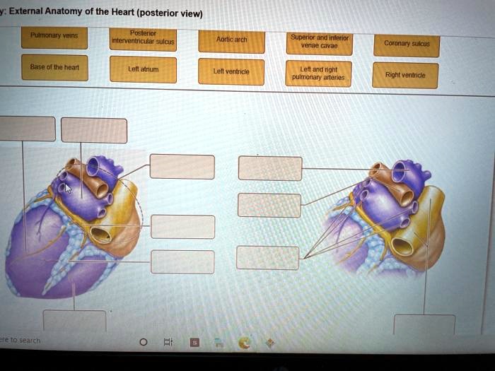 y: External Anatomy of the Heart (posterior view) Pulmonary veins ...
