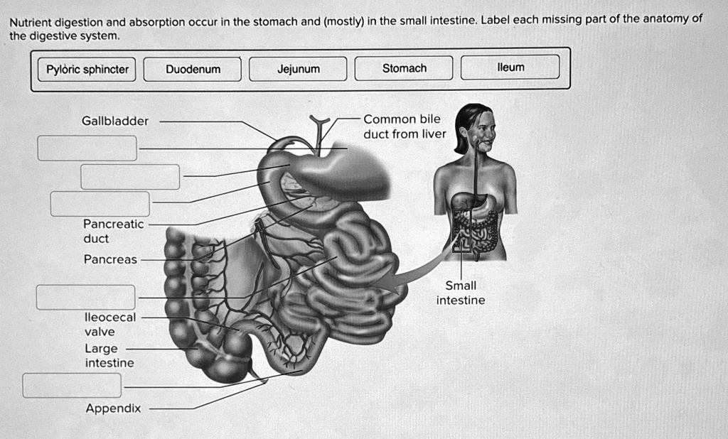 nutrient digestion and absorption occur in the stomach and mostly in ...