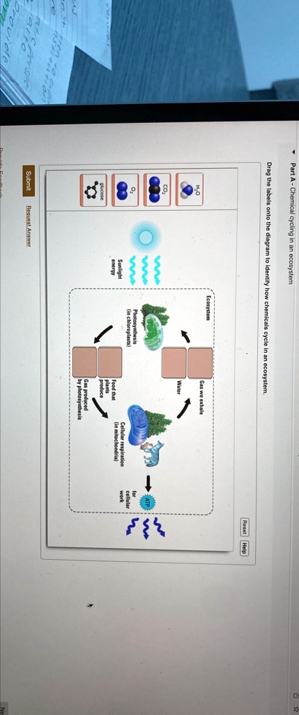 [GET ANSWER] Part A - Chemical cycling in an ecosystem Drag the labels ...