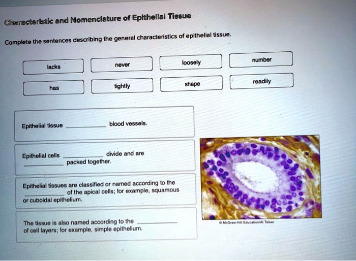 SOLVED: Characteristics and Nomenclature of Epithelial Tissue Complete ...