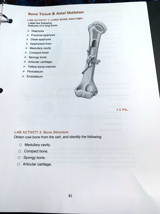 Epiphysis Metaphysis Diaphysis Boneanatomy Forensic Anthropology