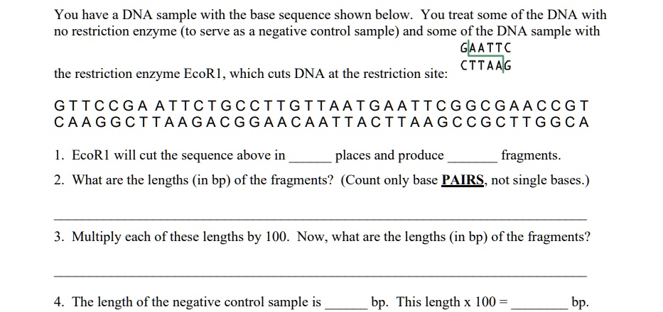 SOLVED: You have a DNA sample with the base sequence shown below: You ...