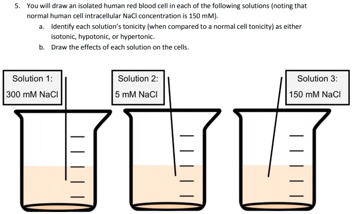 SOLVED: You will draw an isolated human red blood cell in each of the following solutions ...