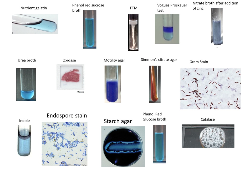 nitrate broth after addition vogues proskauer of zinc test phenol red ...