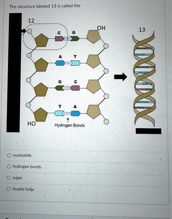 VIDEO solution: The structure labeled 13 is called the 12 OH 13 HO ...