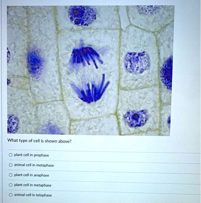 SOLVED: What type of cell is shown above? plant cell in prophase animal ...