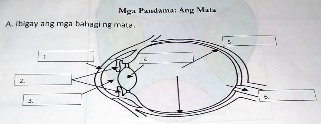 Mga Bahagi Ng Mata Youtube - vrogue.co Mga Bahagi Ng Mata Youtube - vrogue.co