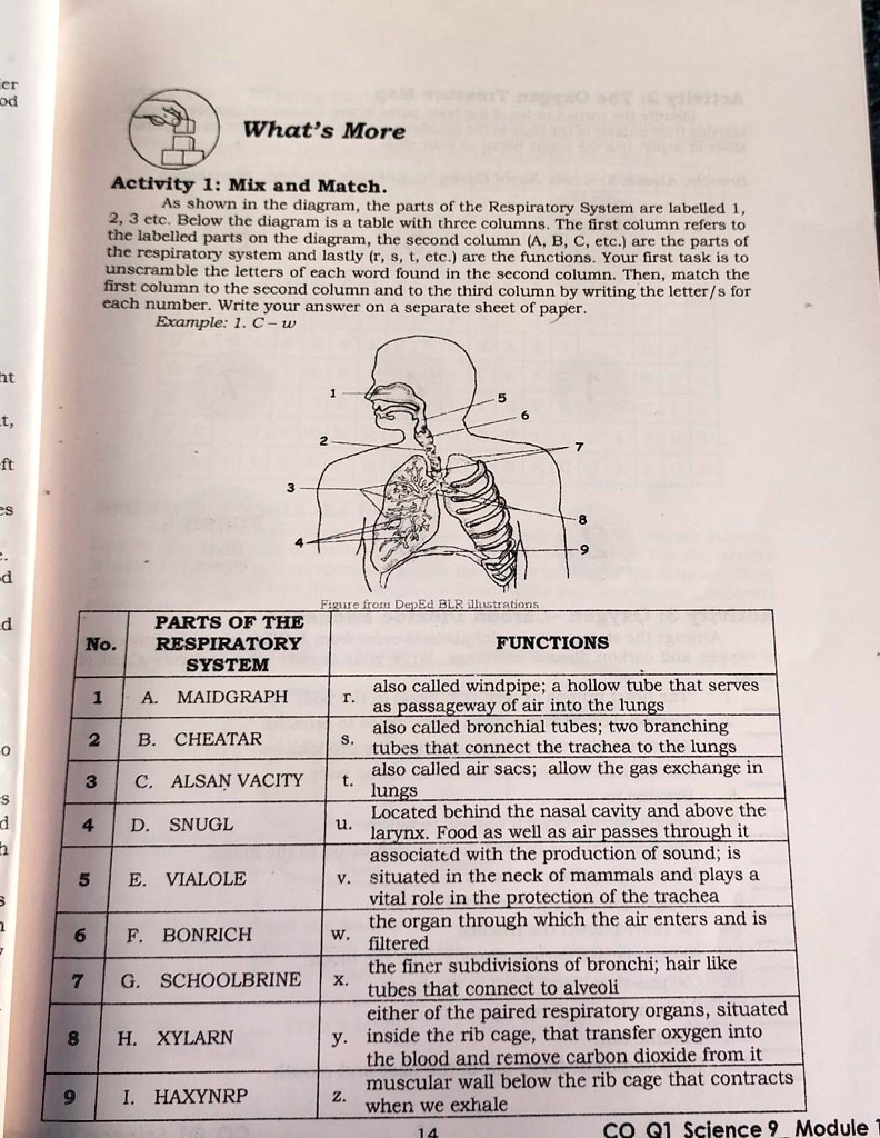 whats more activity 1 mix and match as shown in the diagram the parts ...