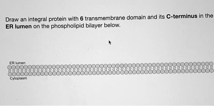 SOLVED: Draw an integral protein with 6 transmembrane domain and its C ...