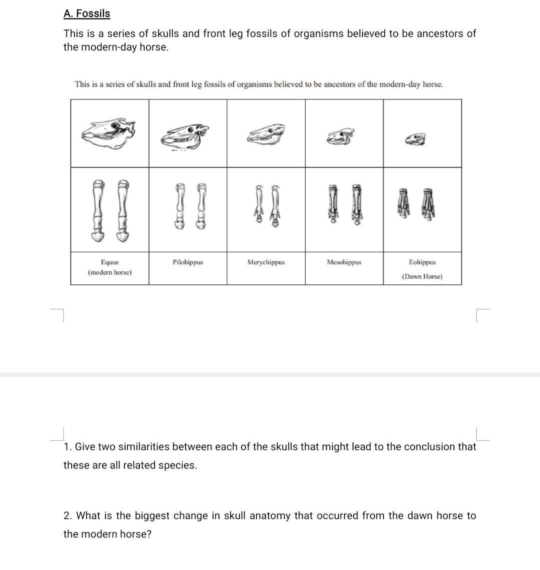 SOLVED: A. Fossils This is a series of skulls and front leg fossils of ...