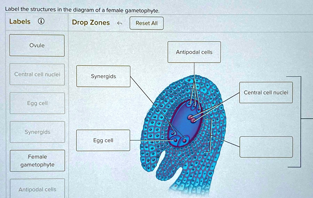 Label the structures in the diagram of a female gametophyte. Labels ...