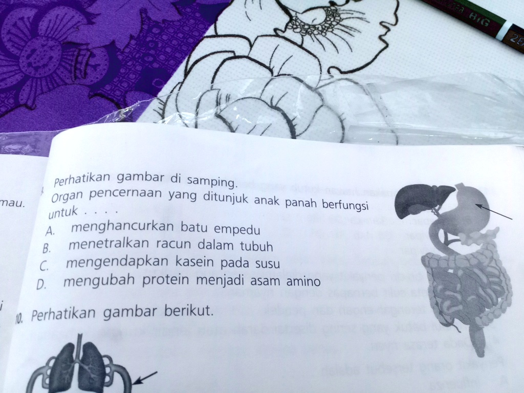 SOLVED: perhatikan gambar Di samping. organ pencernaan yang ditunjuk ... SOLVED: perhatikan gambar Di samping. organ pencernaan yang ditunjuk ...