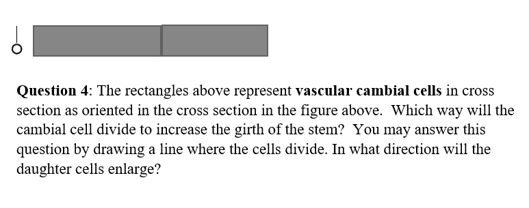 SOLVED:Question 4: The rectangles above represent vascular cambial ...