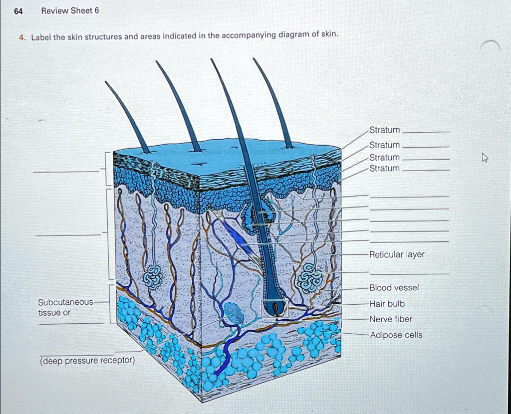 64 Review Sheet 6 4. Label the skin structures and areas indicated in ...