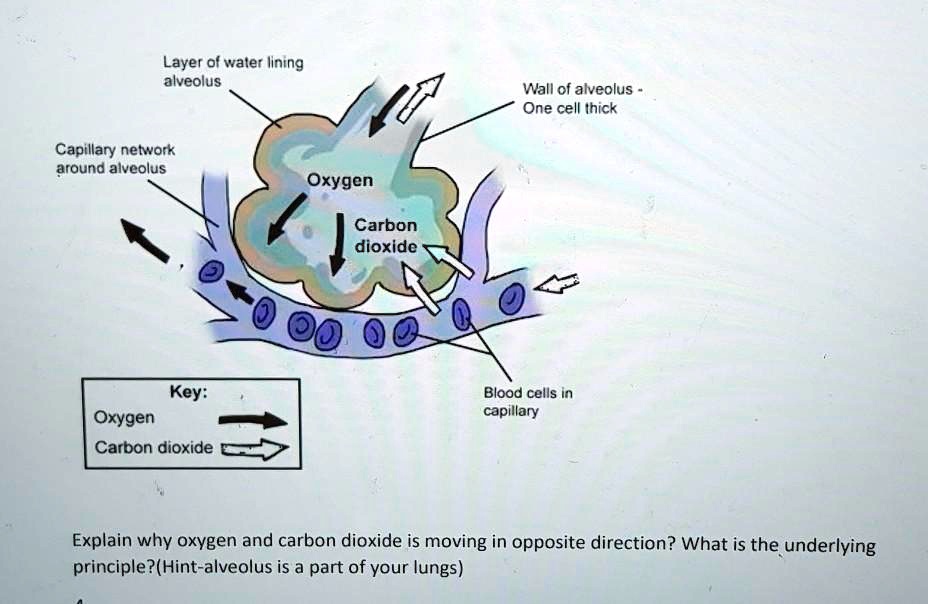 Layer of water lining alveolus Capillary network around alveolus Oxygen ...