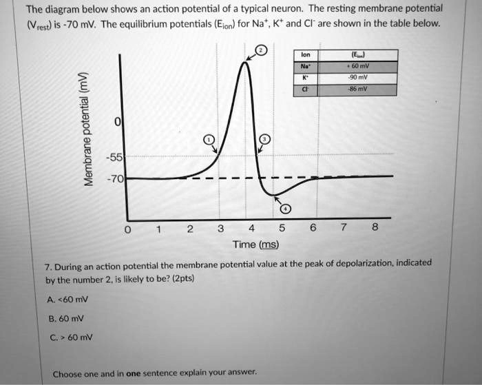 The diagram below shows an action potential of a typical neuron. The ...