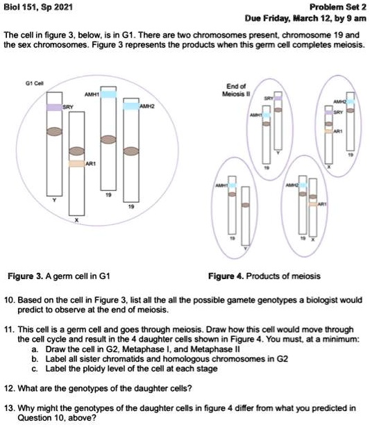Biol 151 Sp 2021 Problem Set 2 Due Friday Miarch 12 By Am The Cell In