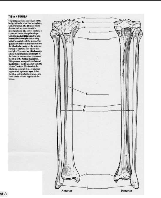 SOLVED: TIBIA/FIBULA The tibia is the larger bone in the lower leg and ...