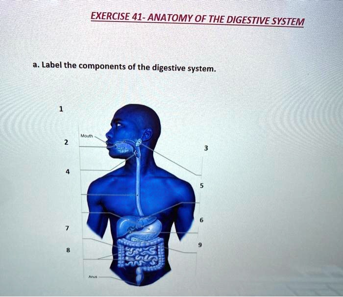 EXERCISE 41- ANATOMY OF THE DIGESTIVE SYSTEM a. Label the components of ...
