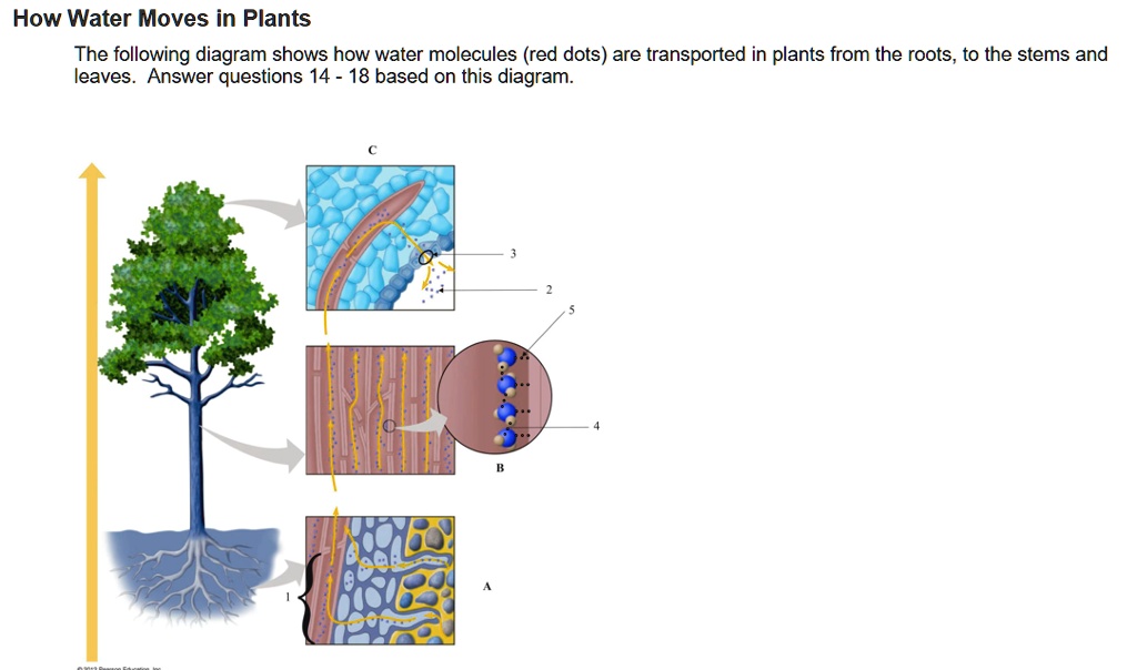 How Water Moves in Plants The following diagram shows how water ...
