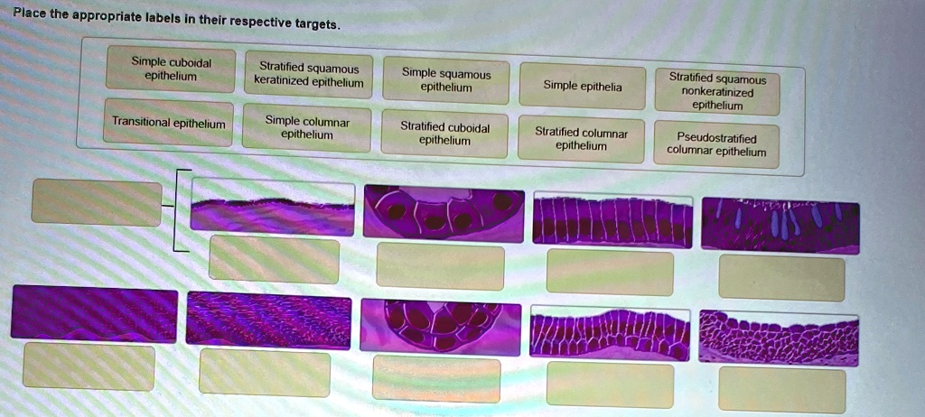 place the appropriate labels in their respective targets simple ...