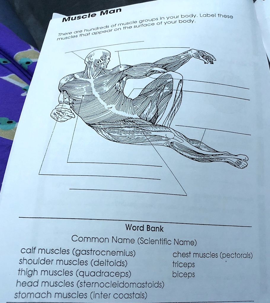 SOLVED: Muscle Man Word Bank Common Name (Scientific Name) calf muscles ...