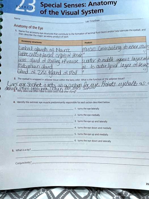 Name Special Senses: Anatomy of the Visual System Anatomy of the Eye ...