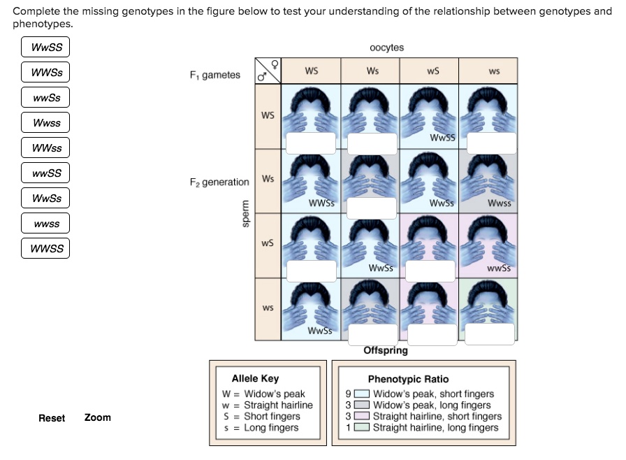 Complete the missing genotypes in the figure below to test...