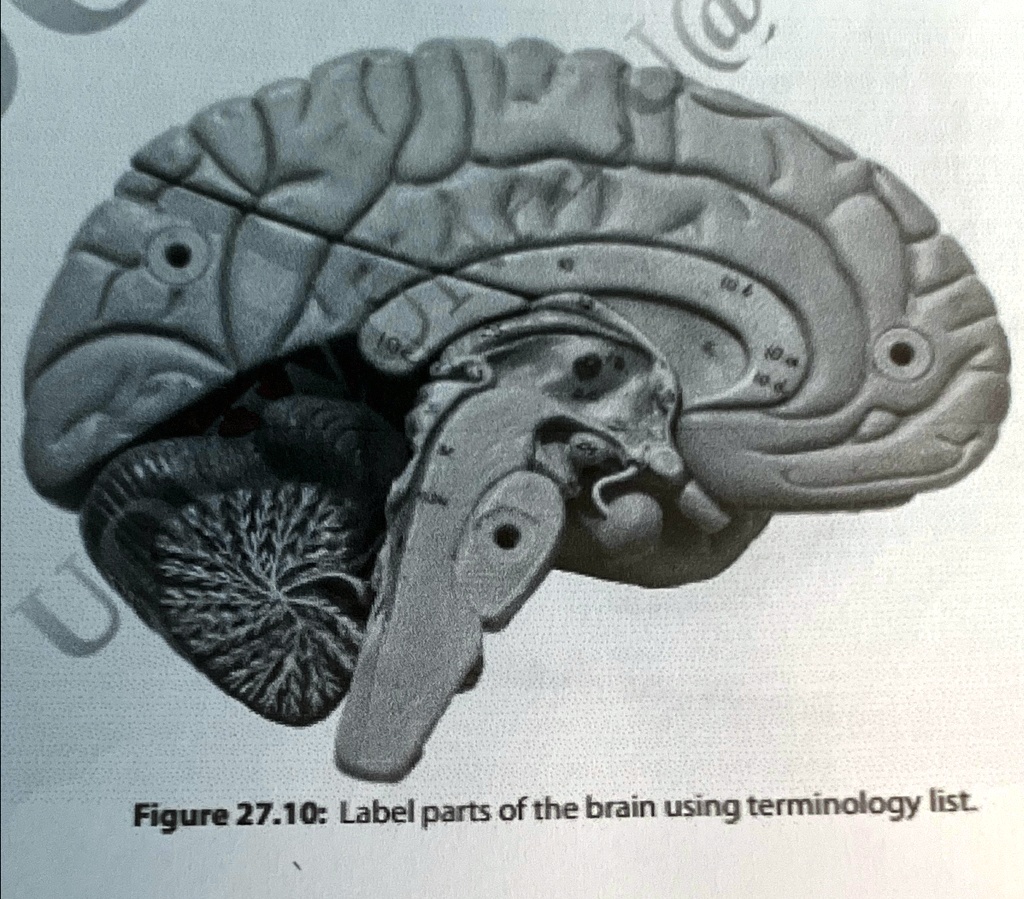 Label parts of the brain using terminology Figure 27.10: Label parts of ...