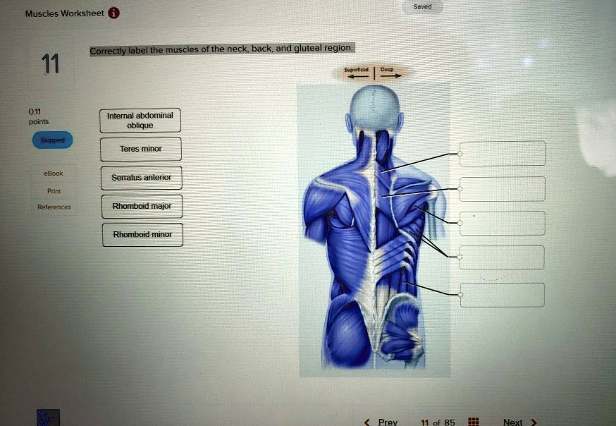 SOLVED: Correctly label the muscles of the neck, back, and gluteal region.